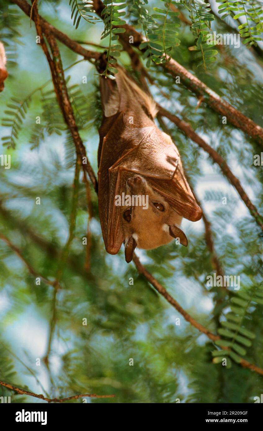 Epomophorus crypturus Banque de photographies et d’images à haute ...