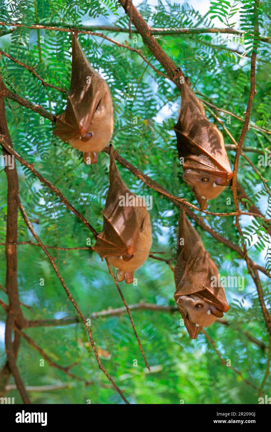 Epomophorus crypturus Banque de photographies et d’images à haute ...