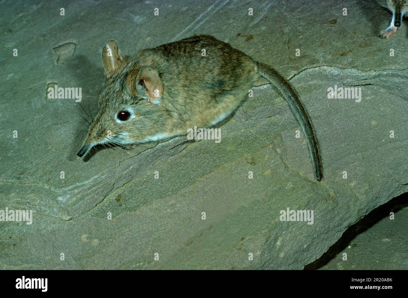 Musaraigne de l'éléphant Banque de photographies et d’images à haute ...