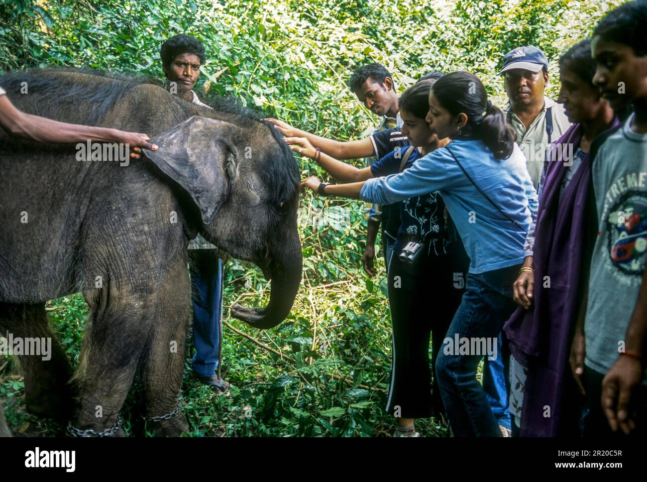 Les élèves apprécient de toucher le veau d'éléphant qui a perdu sa mère ...