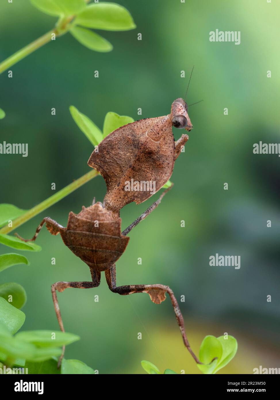 Deroplatys desiccata Banque de photographies et d’images à haute ...
