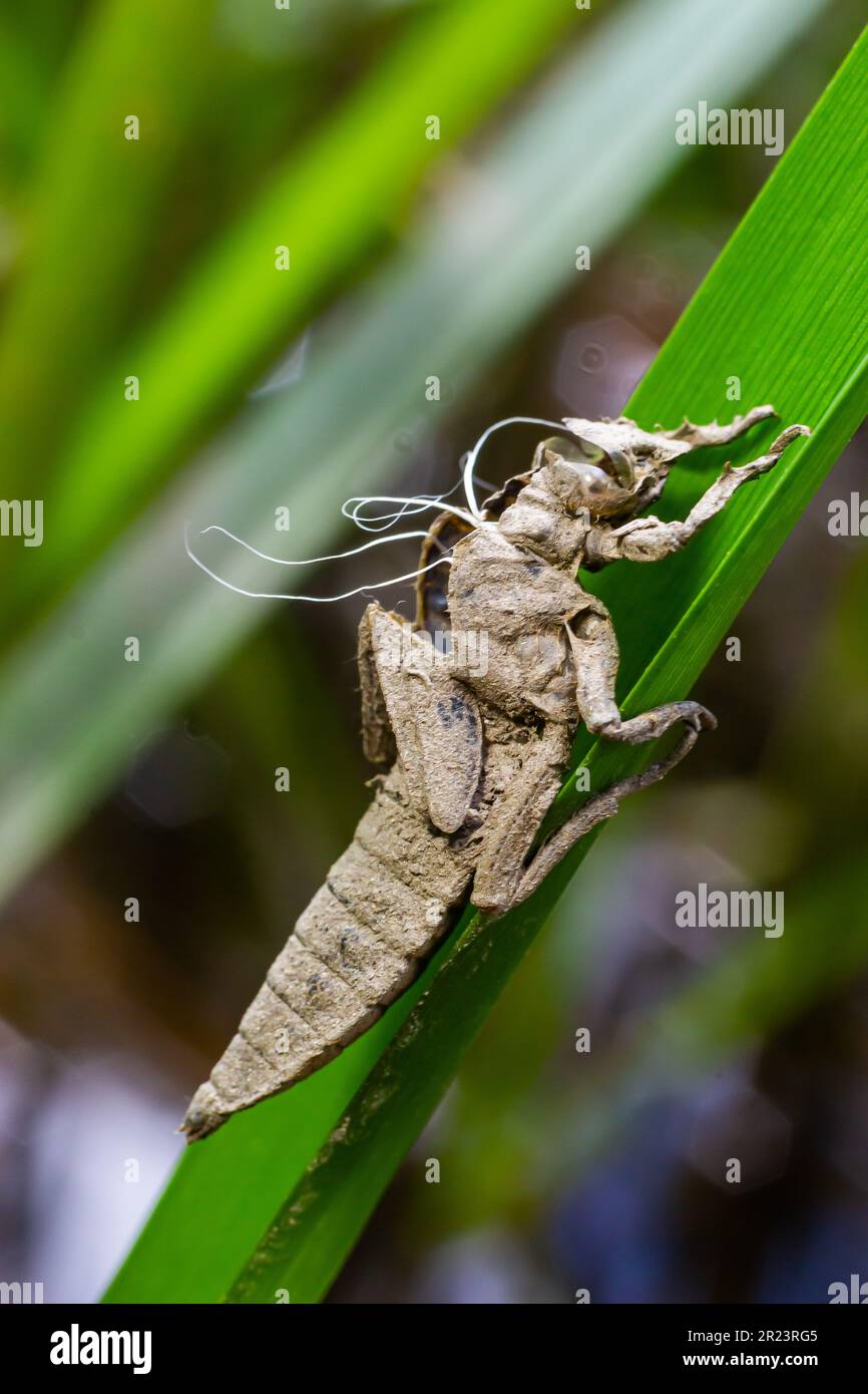 Coquille de libellule gris larvaire. Exsuvia nymphale de Gomphus ...
