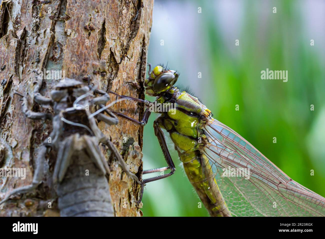 Coquille de libellule gris larvaire. Exsuvia nymphale de Gomphus ...