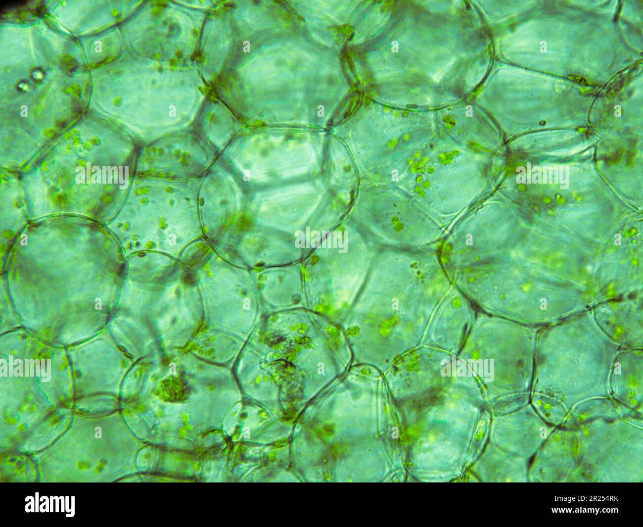 Texture des cellules de courge vue au microscope optique biologique ...