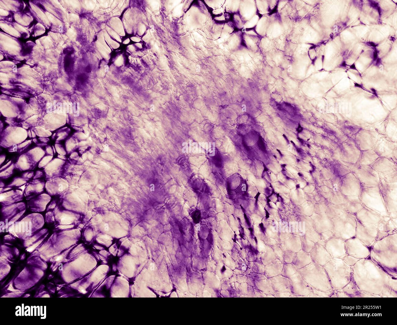 Microscopie optique Banque de photographies et d’images à haute ...