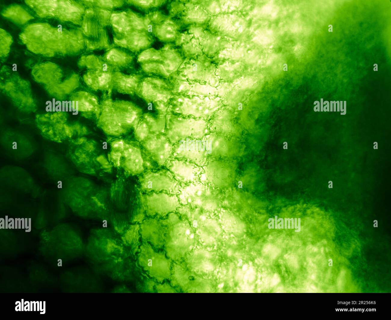 Algae microscope Banque de photographies et d’images à haute résolution ...