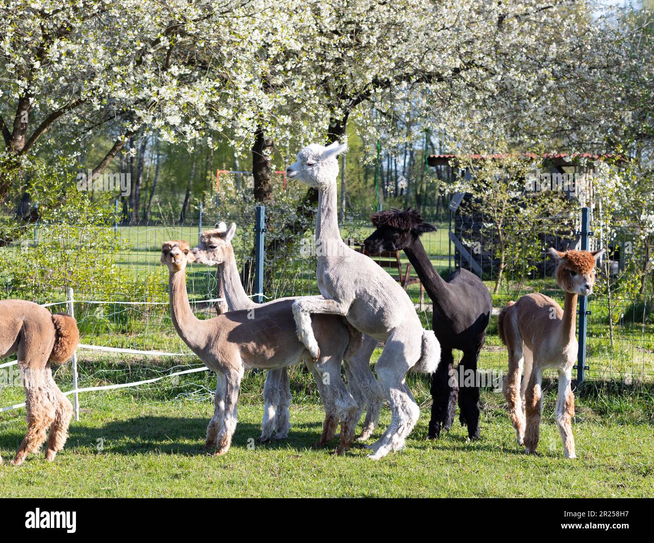 Alpaga reproduction. Groupe de mâles et de mâles domestiques Camelidés ...