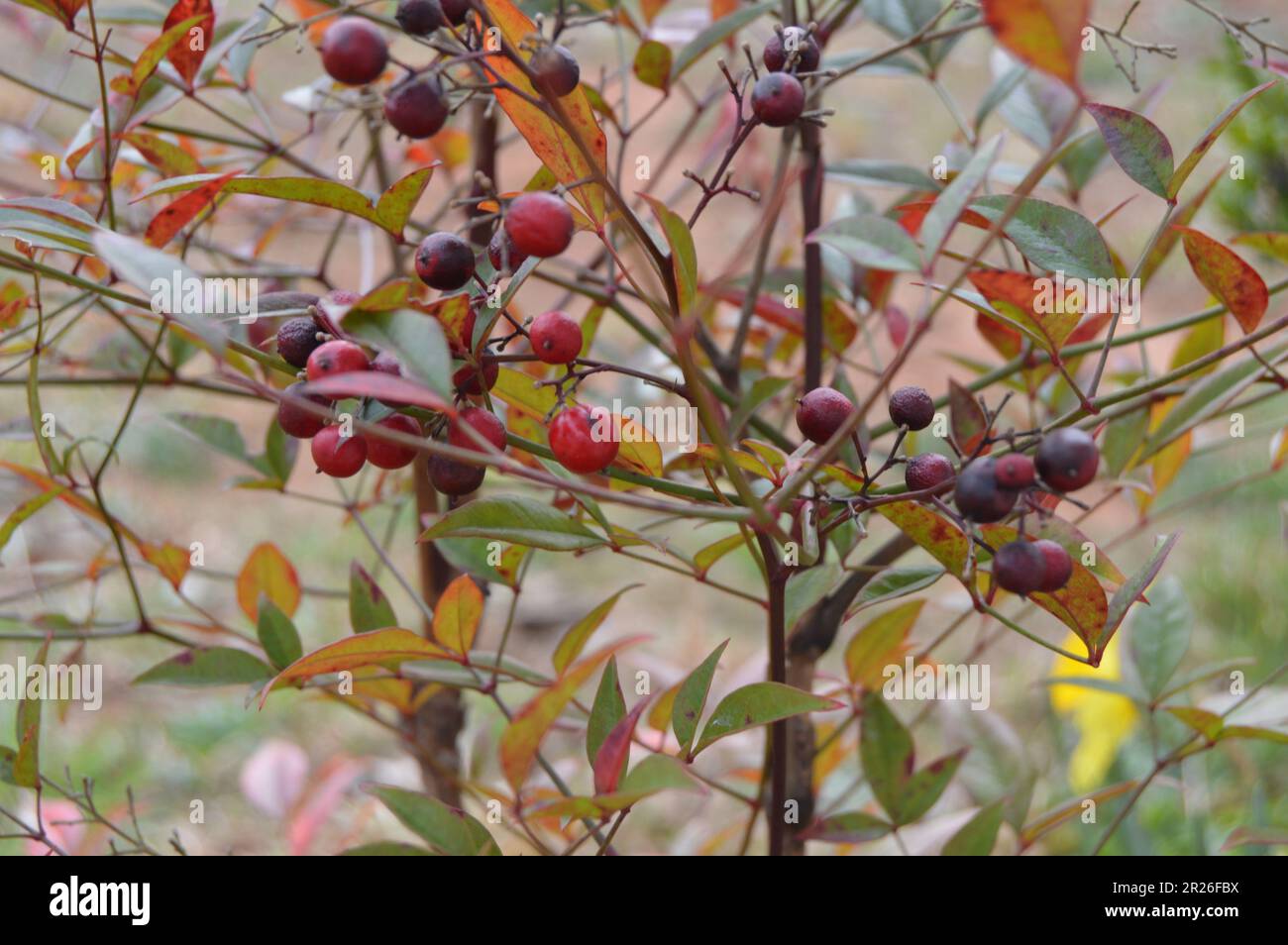 Baies sur l'arbre Banque de photographies et d’images à haute ...