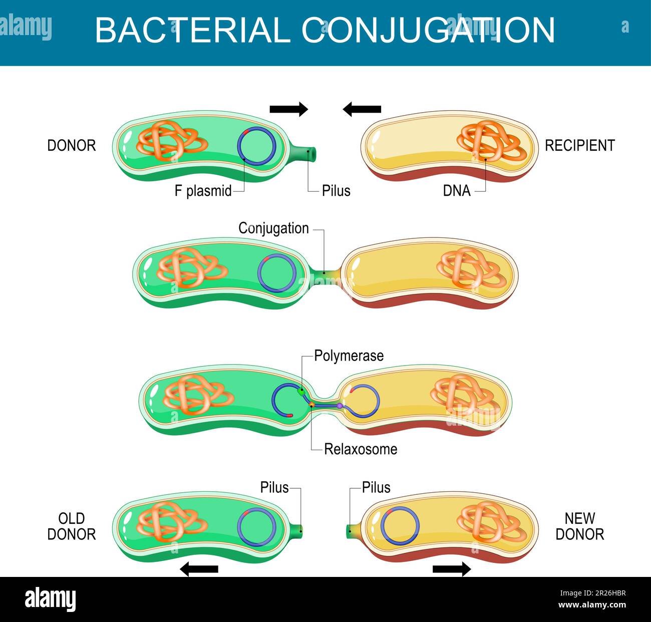 Conjugaison bactérie Banque d'images détourées - Alamy