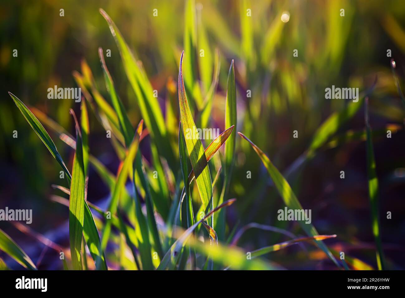 Jeunes semis de blé poussant au champ en sol noir. Le blé vert de ...
