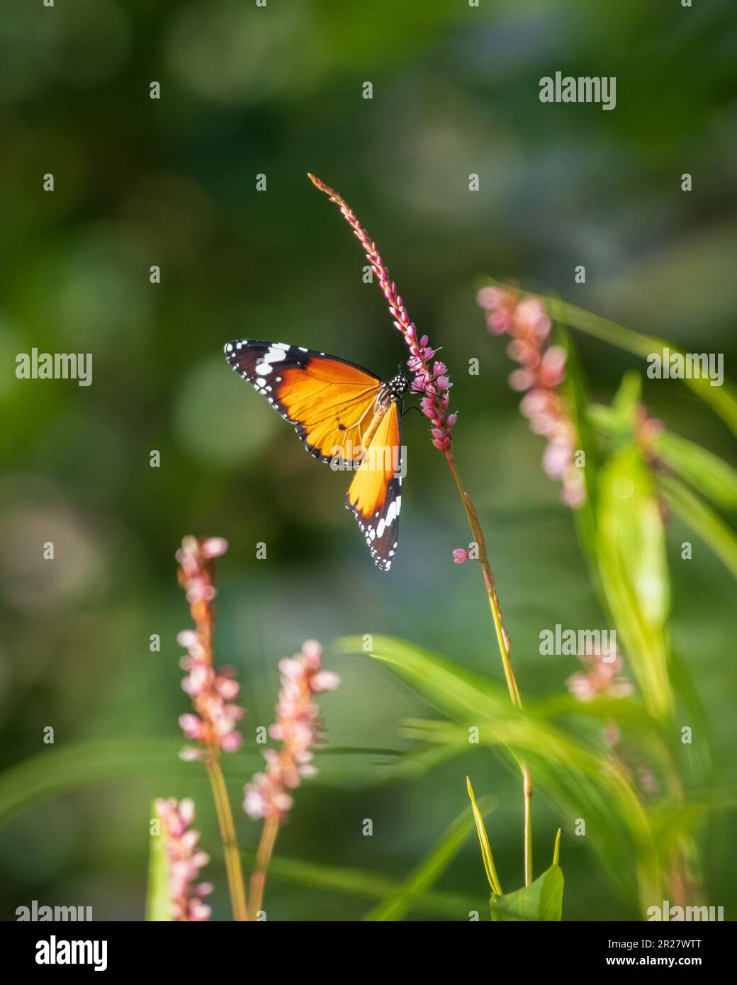 Papillon coloré buvant le nectar de fleurs sauvages dans la prairie ...