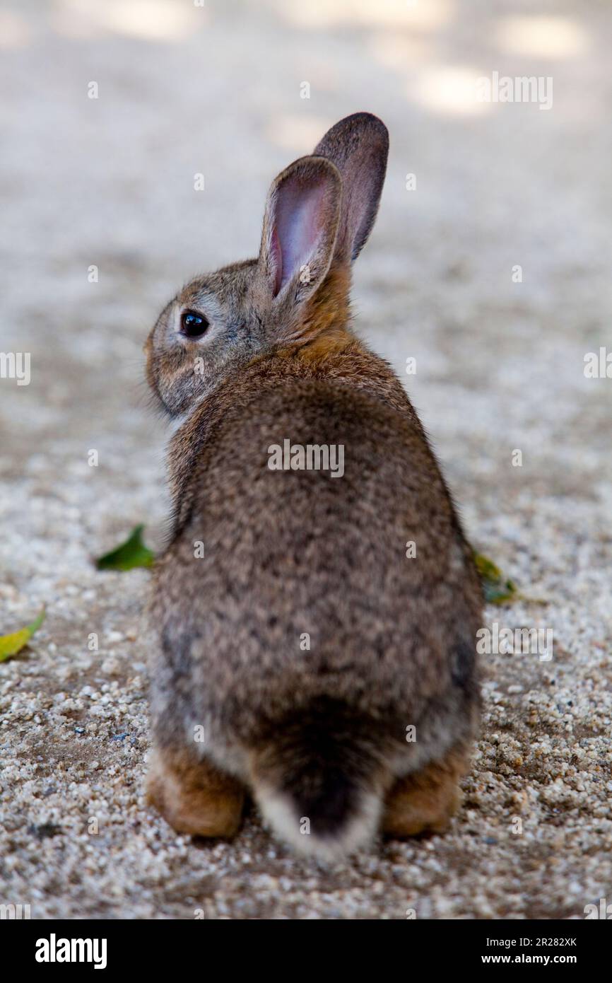 Ville de lapin Banque de photographies et d’images à haute résolution - Alamy