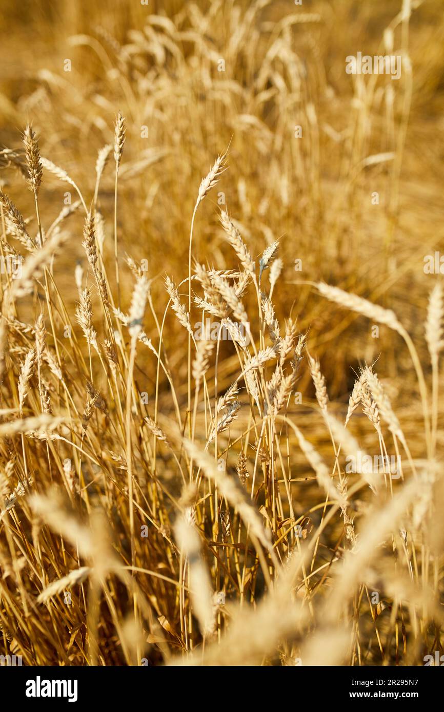 Gros plan sur la récolte de blé, le champ de blé de fond dans le soleil ...