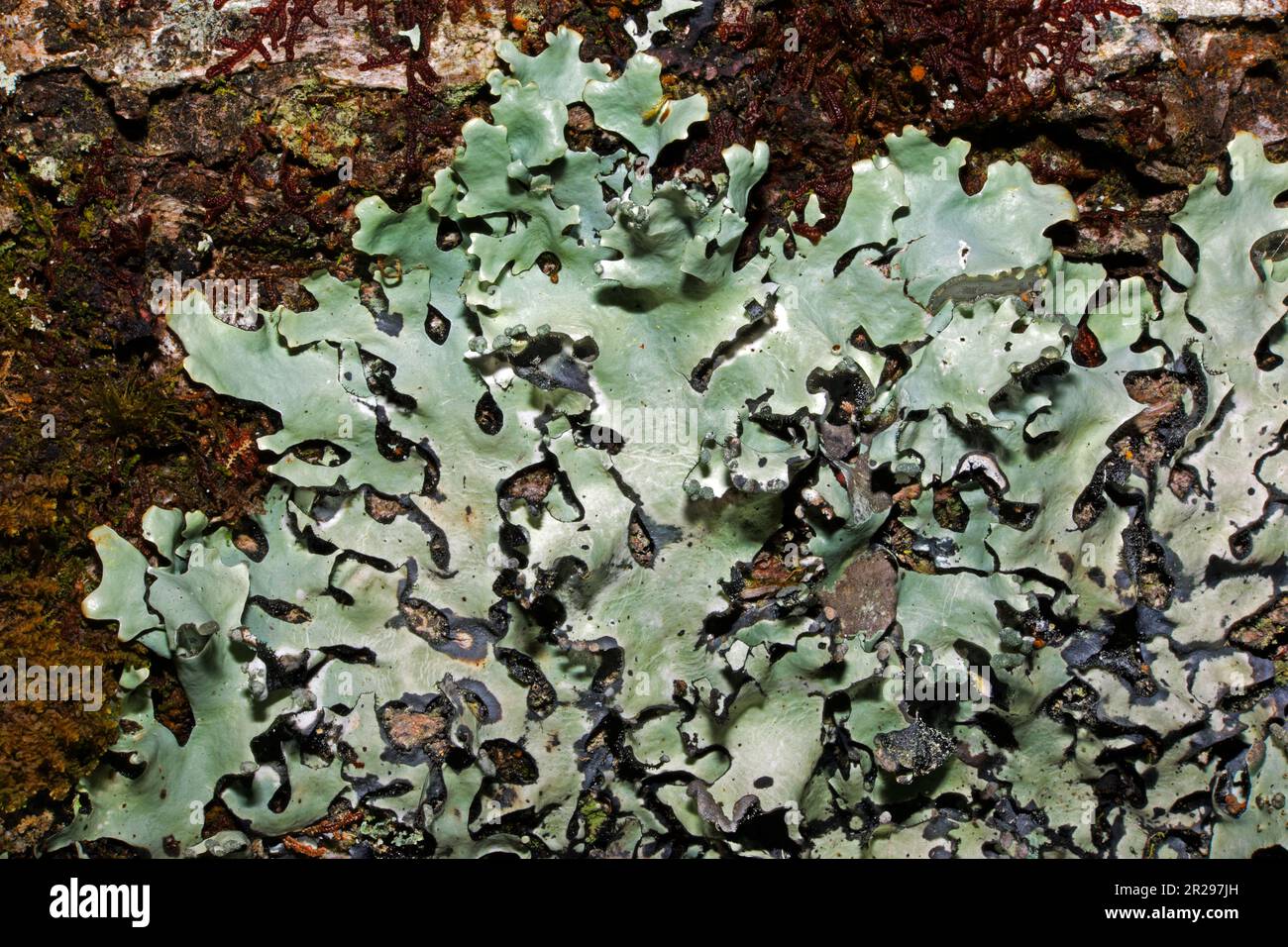 Hypotrachyna laevigata Banque de photographies et d’images à haute ...