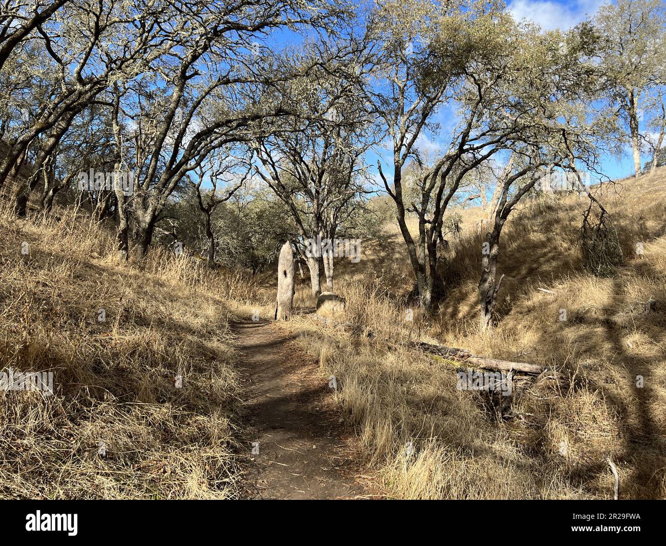 Wizened trees Banque de photographies et d’images à haute résolution ...