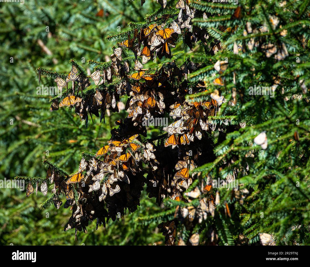 Papillons sur les branches Banque de photographies et d’images à haute ...