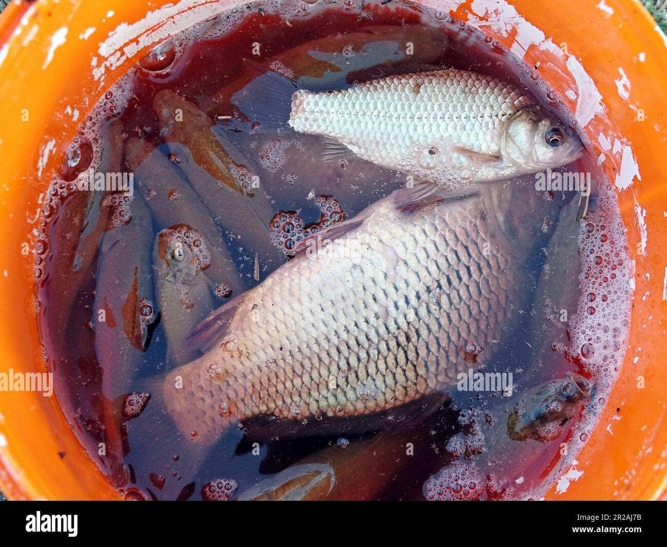 Poissons vus dans un seau sur les rives du Tigre à Diyarbakir. À ...