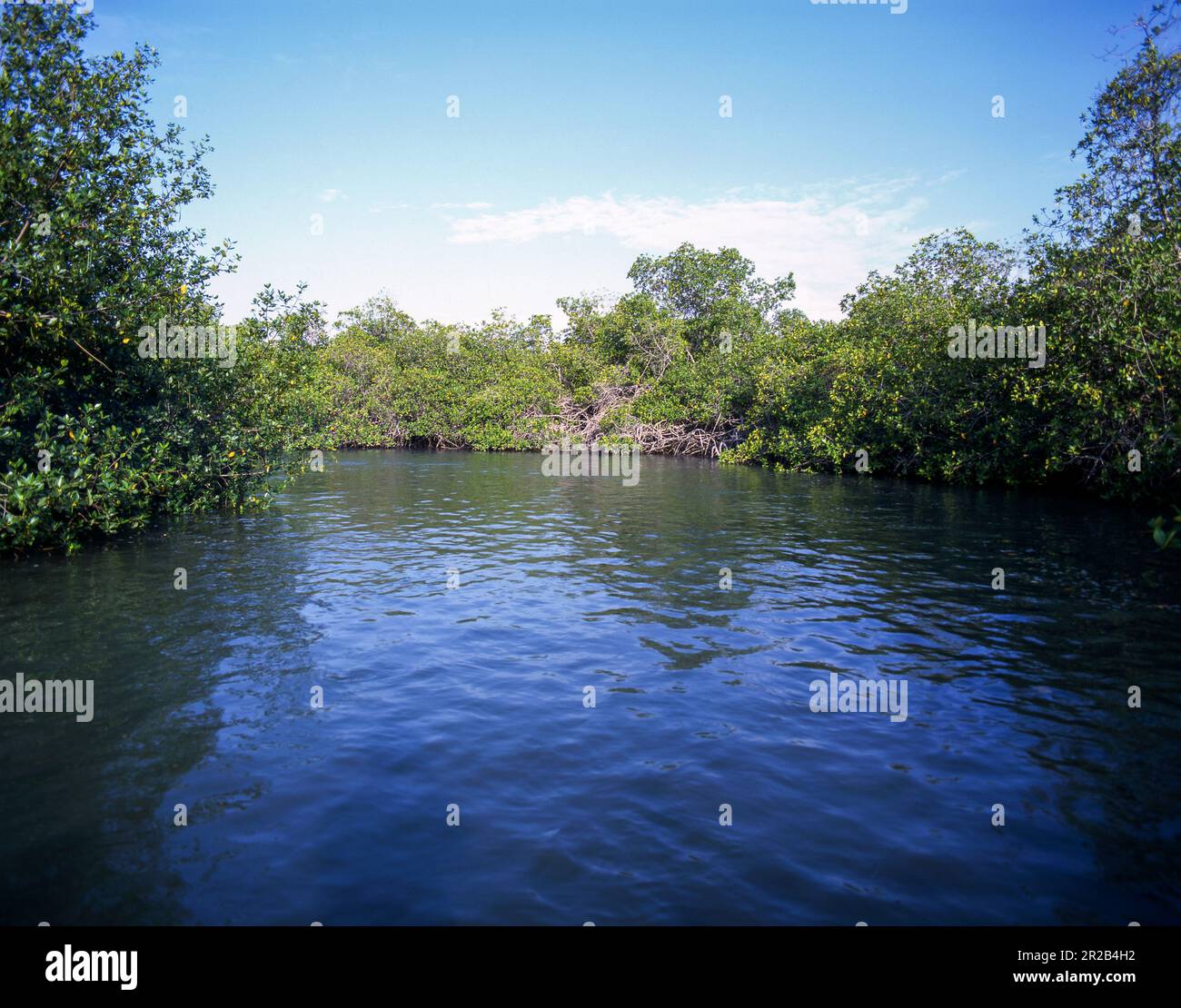 Le sanctuaire national de manglares de tumbes Banque de photographies ...