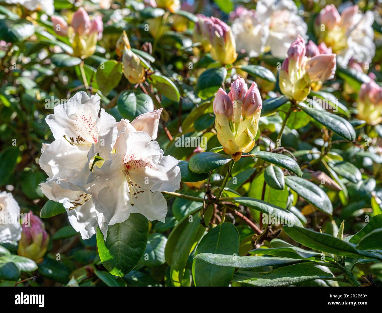 Gros plan du Rhododendron qui fleurit dans la vallée du Rhododenron à ...