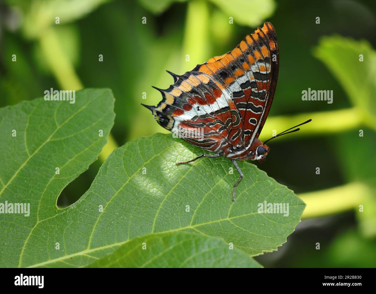 Excellent exemple de papillon pasha femelle à deux queues - Charax ...