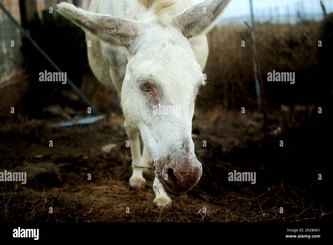 Asinara island white donkey Banque de photographies et d’images à haute ...