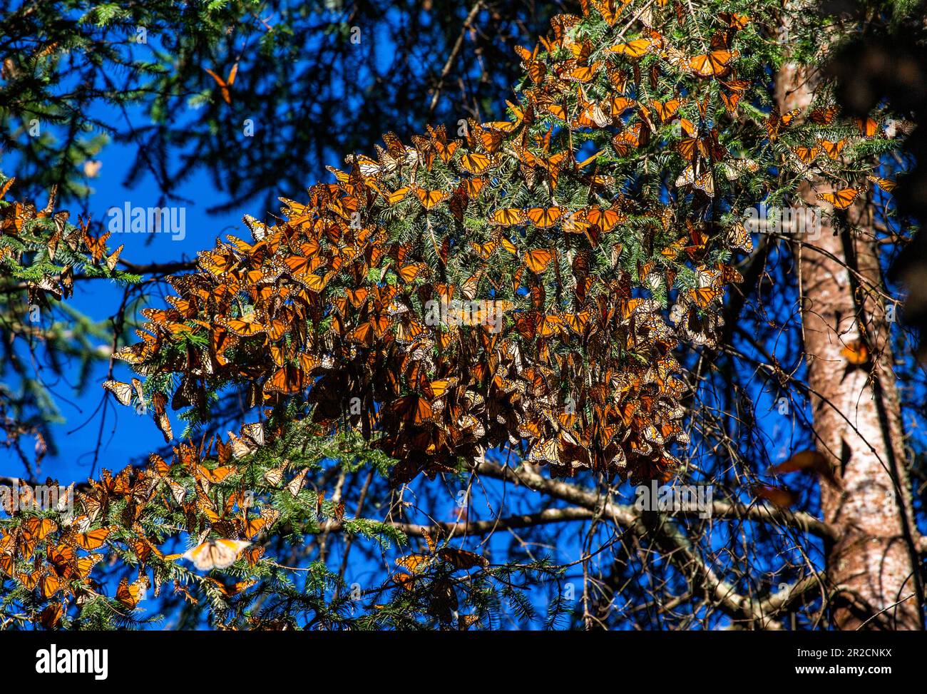 Grande colonie de papillons monarques (Danaus plexippus) gros plan dans ...
