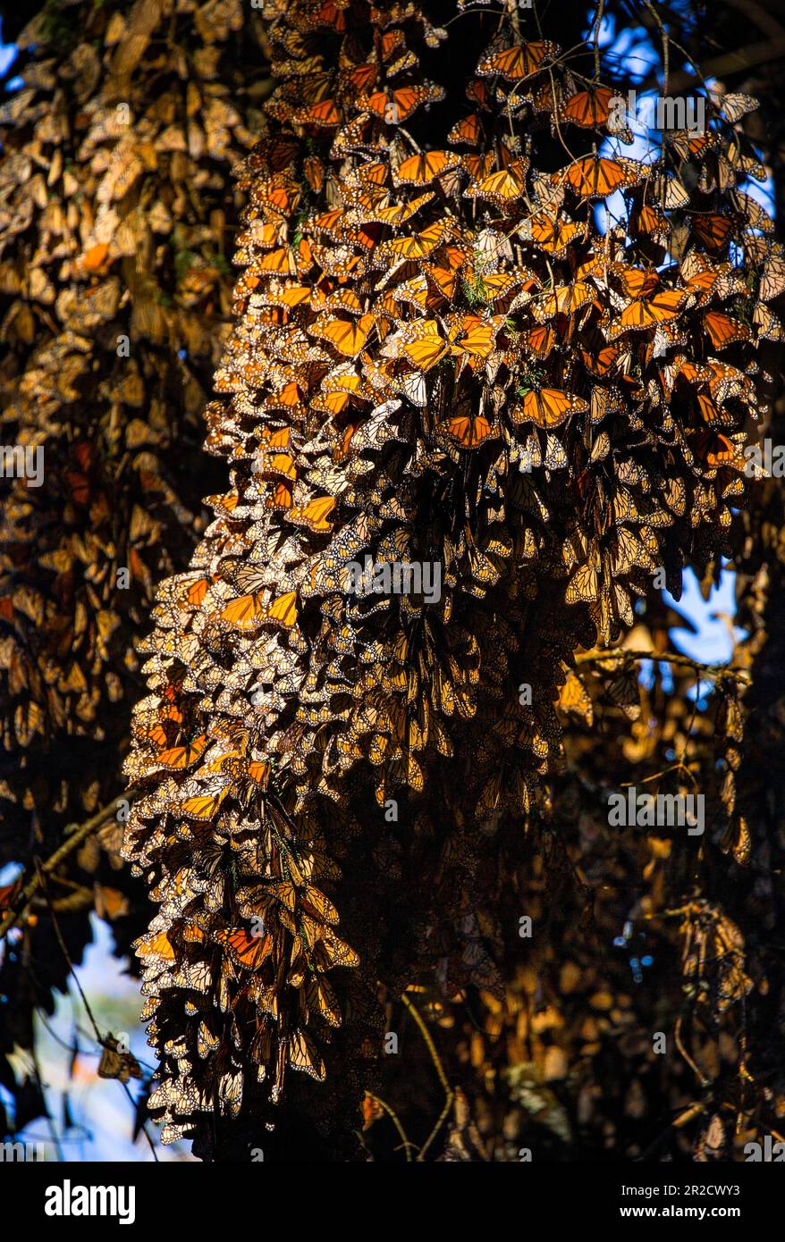 Grande colonie de papillons monarques (Danaus plexippus) gros plan dans ...