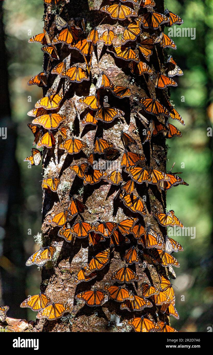 Colonie de papillons monarques (Danaus plexippus) sur un tronc de pins ...