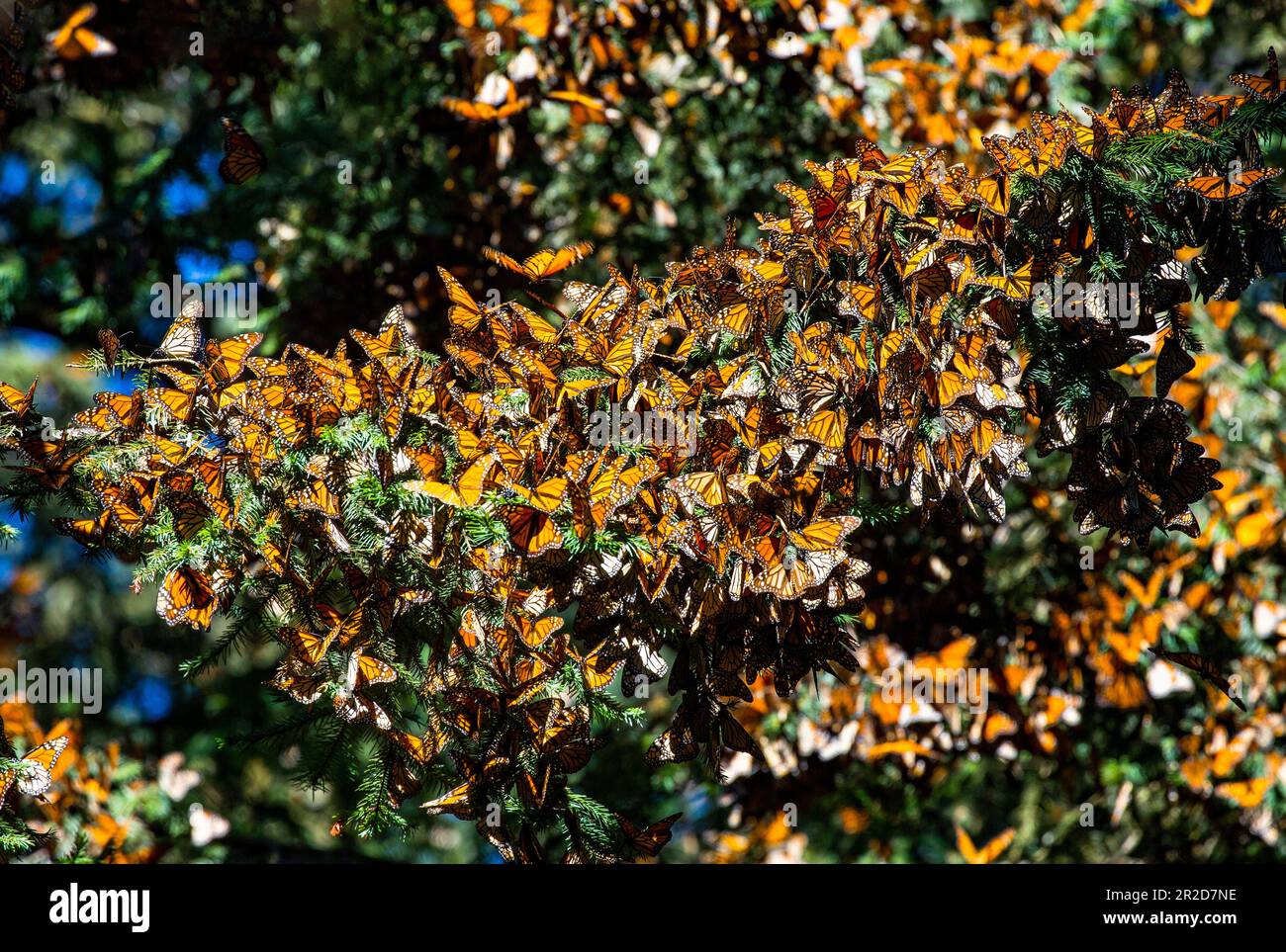Grande colonie de papillons monarques (Danaus plexippus) gros plan dans ...