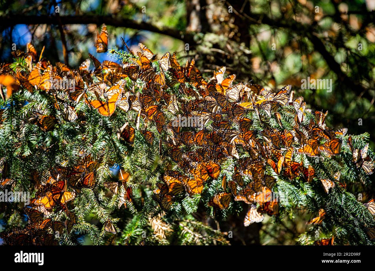La colonie de papillons monarques (Danaus plexippus) est assise sur des ...