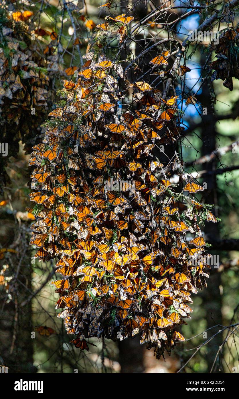 Grande colonie de papillons monarques (Danaus plexippus) gros plan dans ...