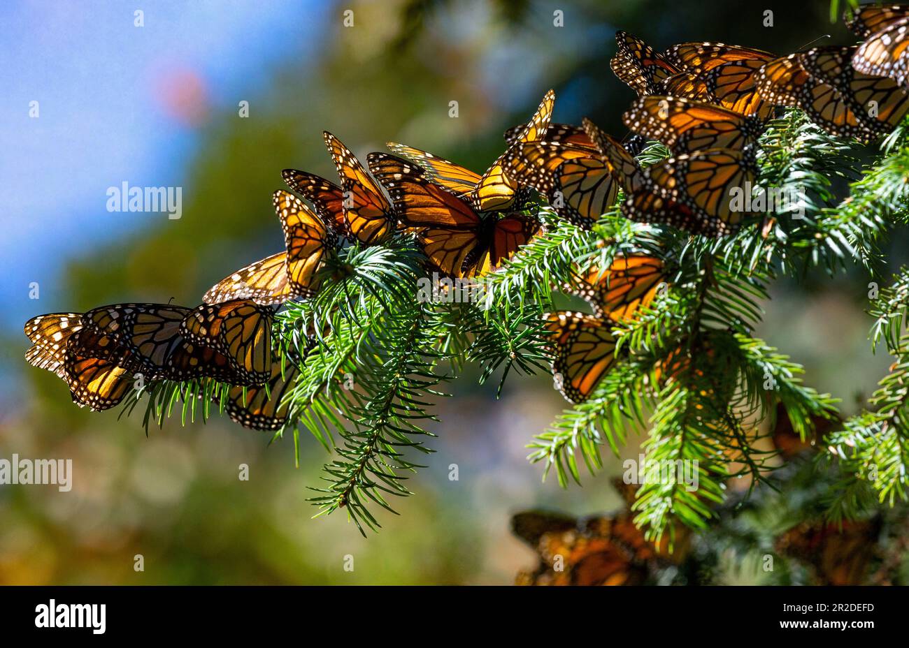 La colonie de papillons monarques (Danaus plexippus) est assise sur des ...