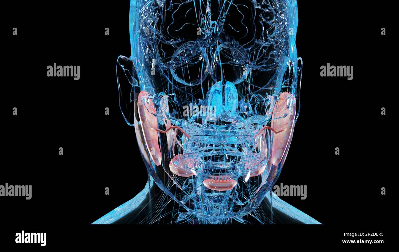 Anatomie des glandes salivaires humaines, bouche digestive humaine ...