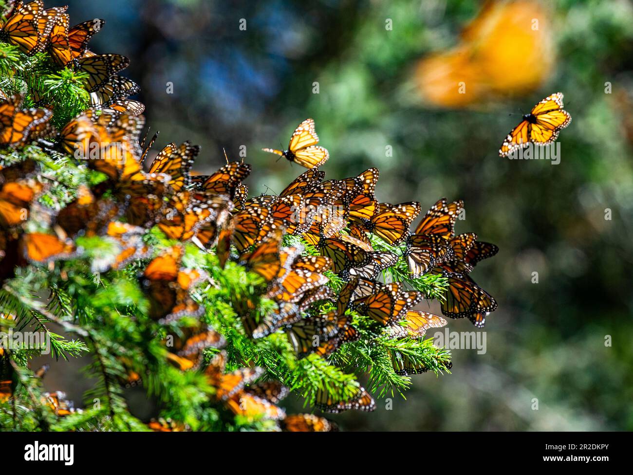 La colonie de papillons monarques (Danaus plexippus) est assise sur des ...