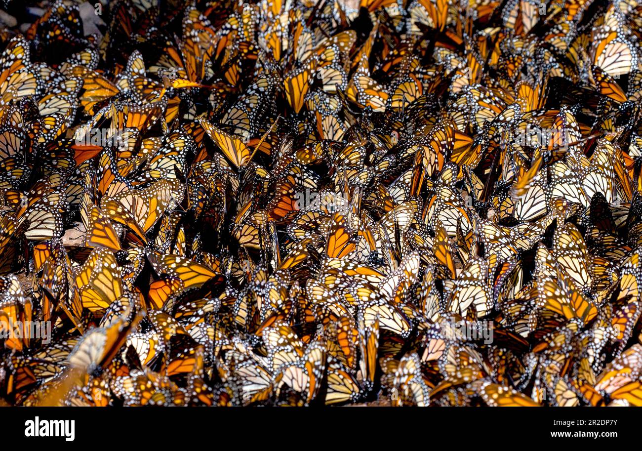 Les papillons monarques (Danaus plexippus) sont assis sur le sol près d ...