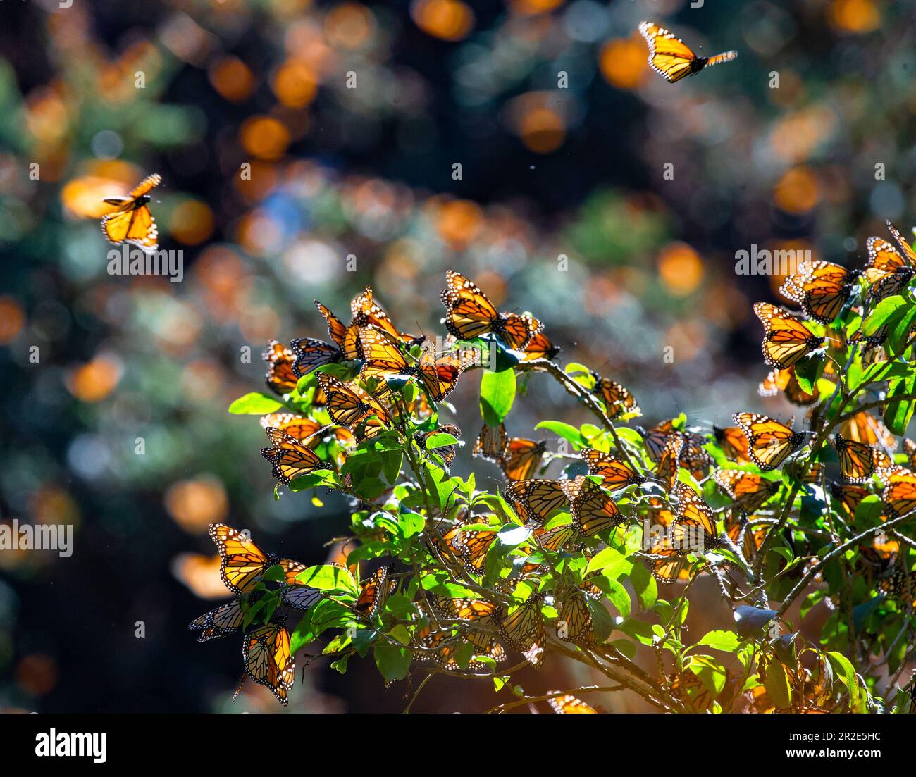 Les papillons monarques (Danaus plexippus) sont assis sur des branches ...