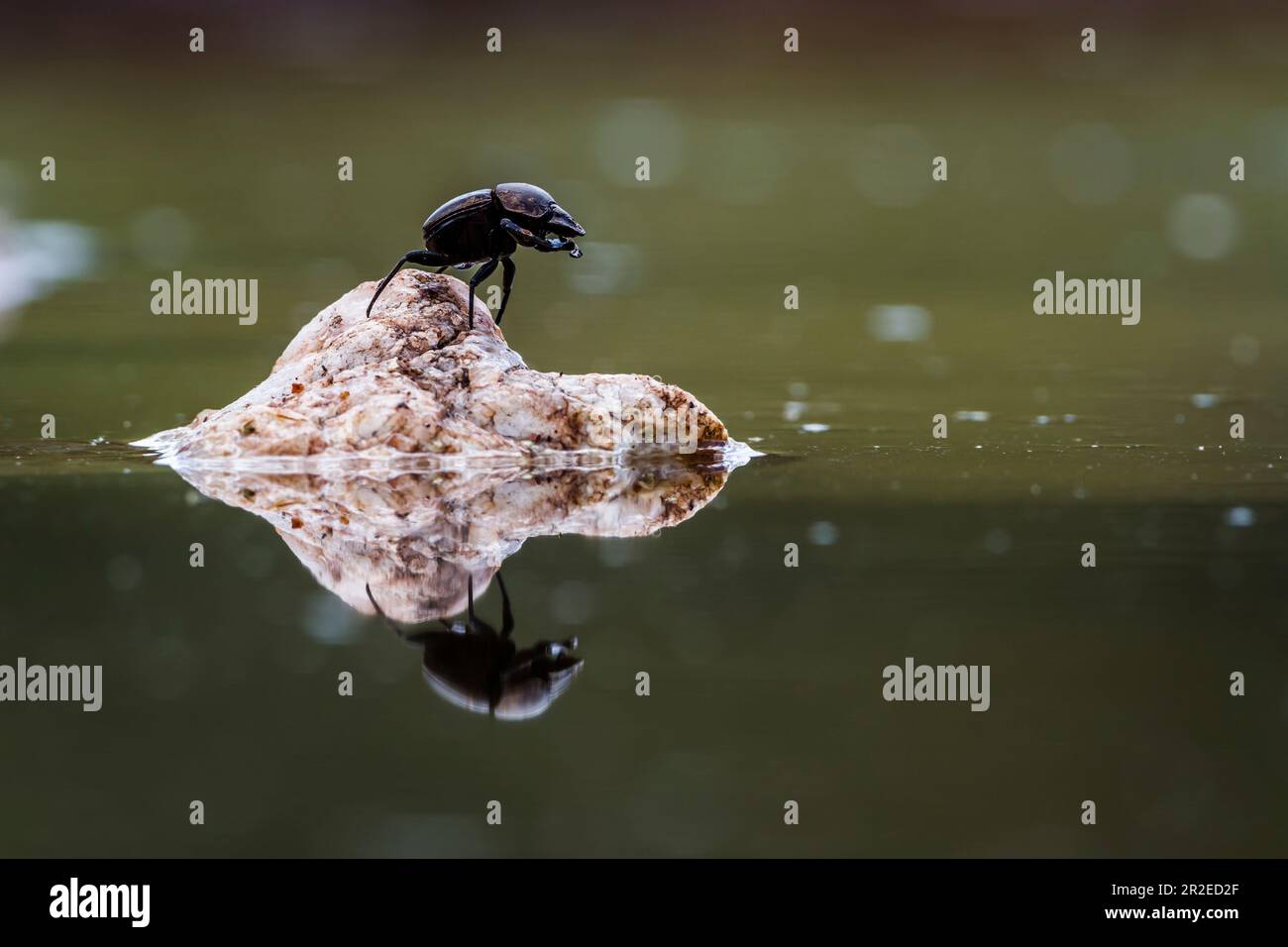 Dung scarabée debout sur un rocher au milieu de l'eau dans le parc ...