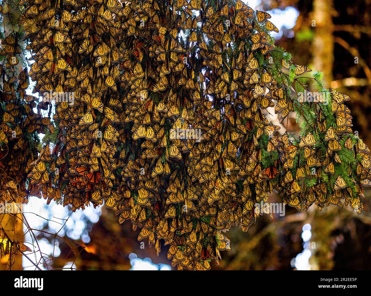 Grande colonie de papillons monarques (Danaus plexippus) gros plan dans ...