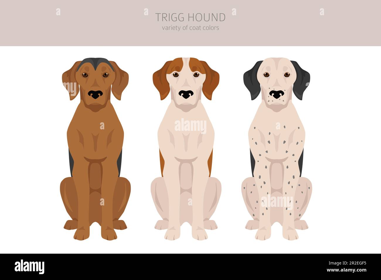 Trigg hound Banque de photographies et d’images à haute résolution - Alamy