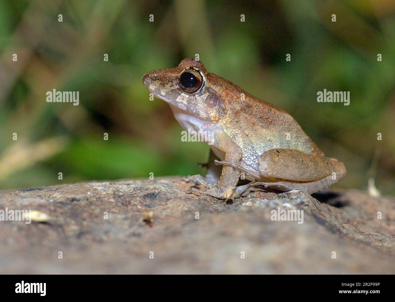 Grenouille de pluie (Craugastor sp.), peut-être C. crassidigitus) de ...