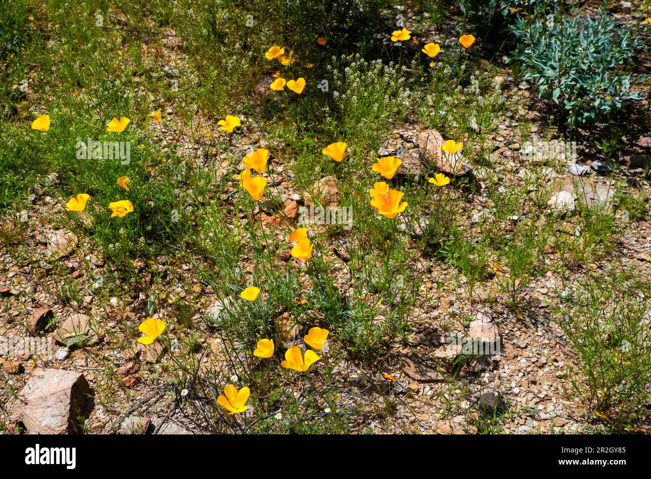 Coquelicot d'Arizona (Kallstroemia grandiflora). Les fleurs sauvages ...