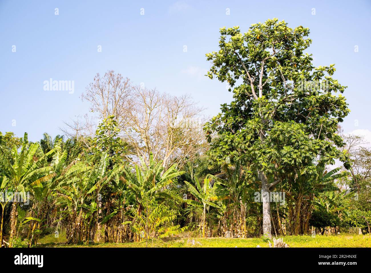Arbre à pain; Artocarpus altilis, à côté des bananiers sur l'île de São ...