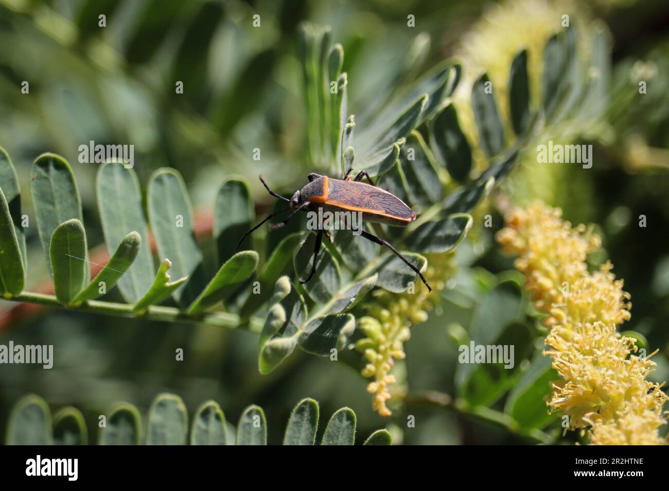 Insecte végétal bordé ou Largus cinctus sur une feuille de mésentout au ...