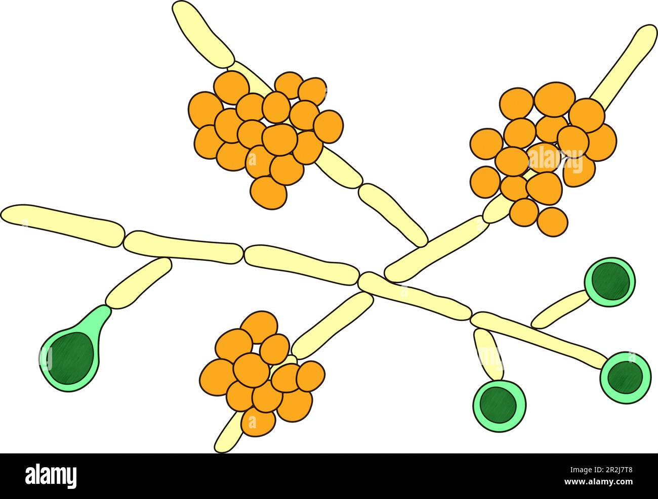 Candida sp Banque de photographies et d’images à haute résolution - Alamy