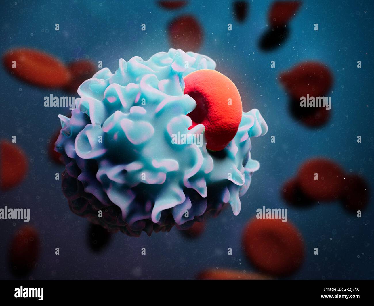 Phagocytose des globules rouges Banque de photographies et d’images à ...