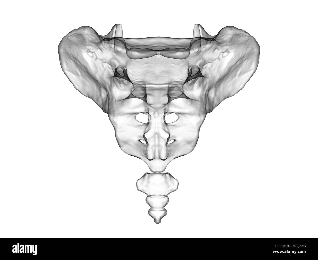 Anatomie des os du bassin, illustration Photo Stock - Alamy