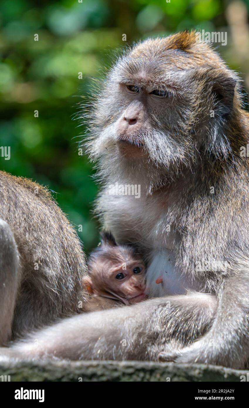 Sanctuaire d'ubud Banque de photographies et d’images à haute résolution - Alamy