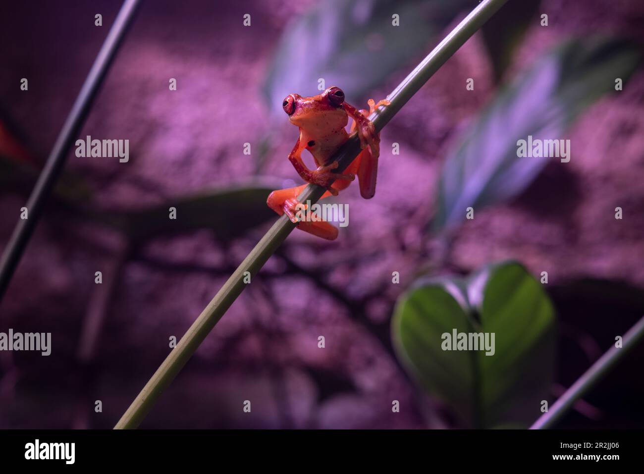 Clay frog Banque de photographies et d’images à haute résolution - Alamy