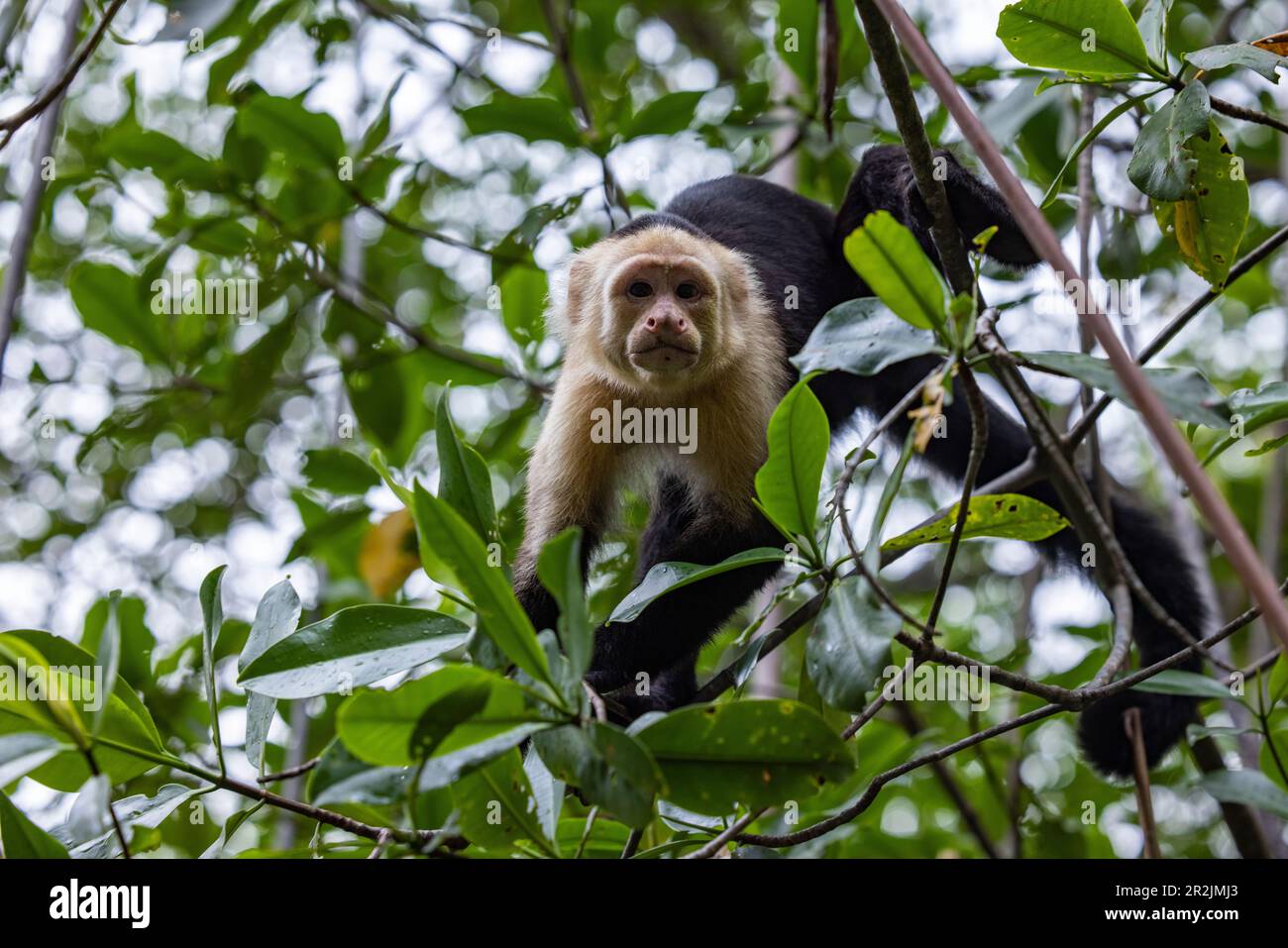 Singe capucin panaméen blanc (iitator Cebus) perché sur un arbre le ...
