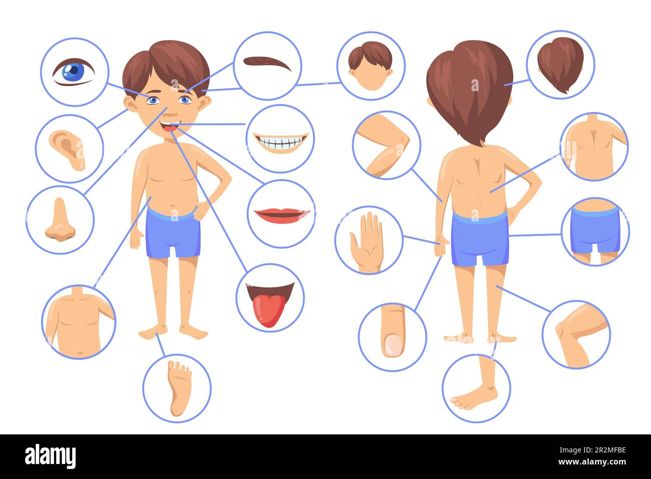 Illustration vectorielle de dessin animé de parties du corps humain ...